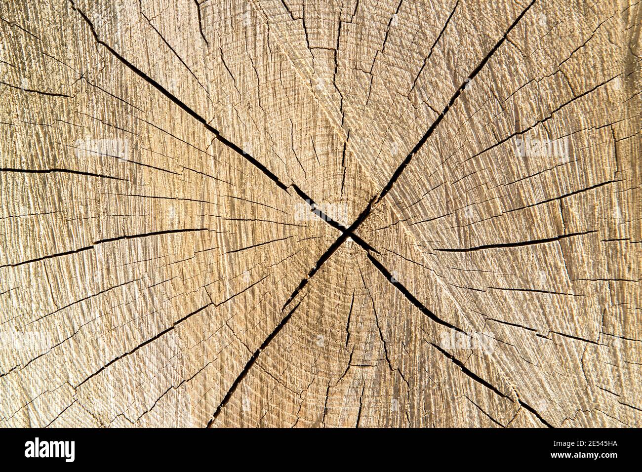 Old wooden oak tree cut surface Stock Photo - Alamy