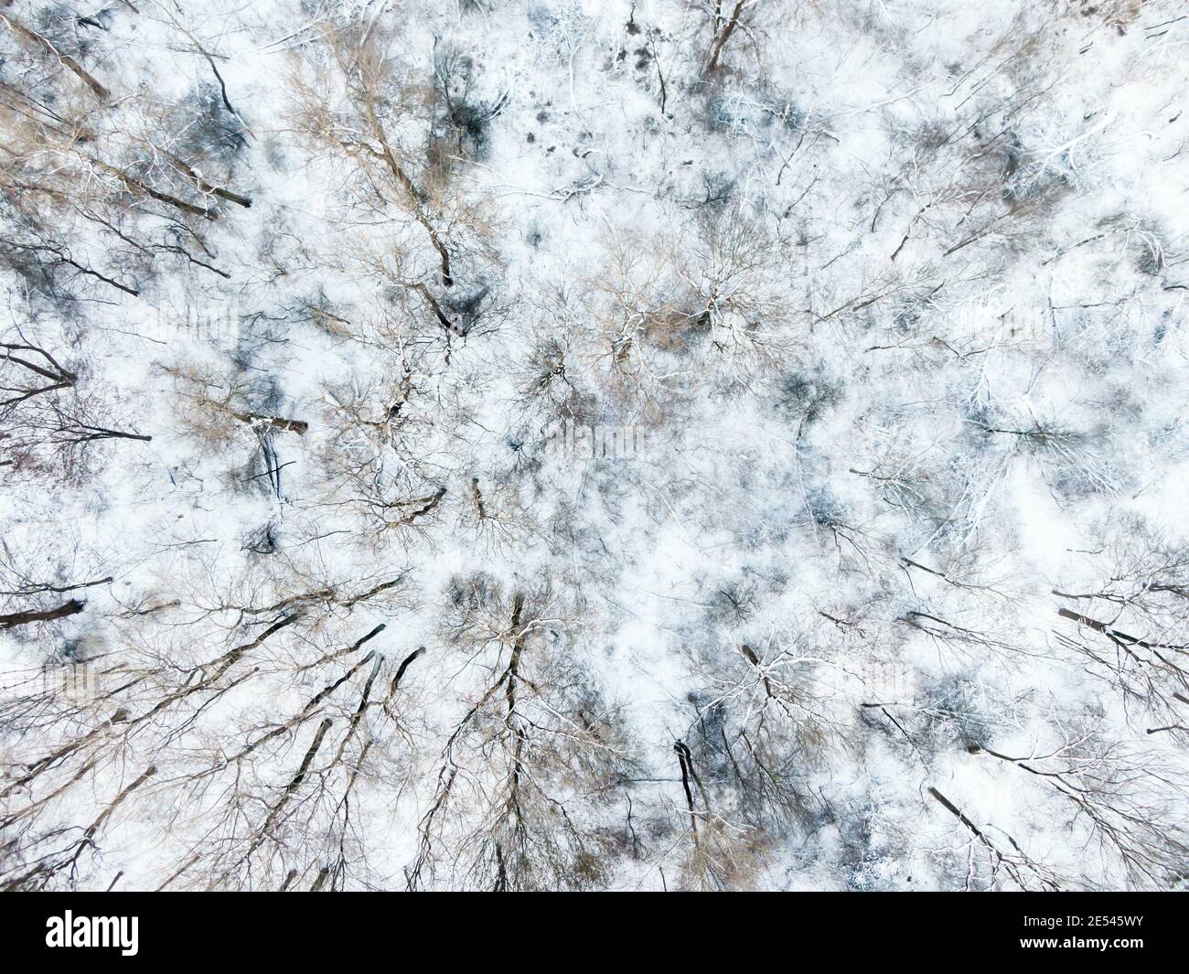 Aerial view from above of winter forest covered in snow. Pine tree and ...