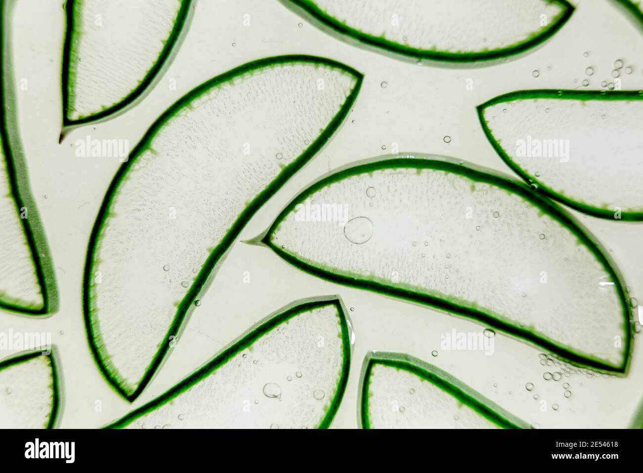 Aloe vera slice texture background. Medicinal plant. Used to treat and ...