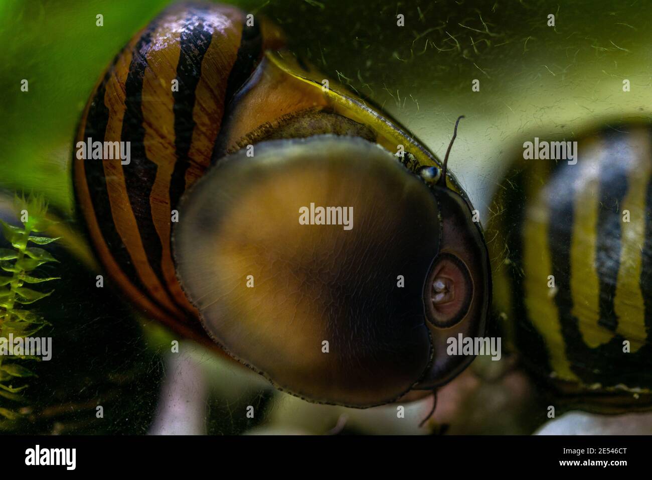 Racing snail in the aquarium Stock Photo - Alamy