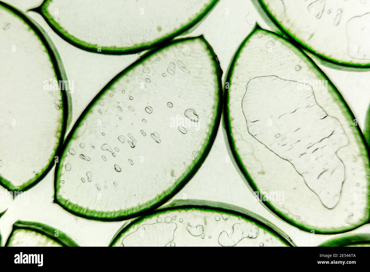 Aloe vera slice texture background. Medicinal plant. Used to treat and ...