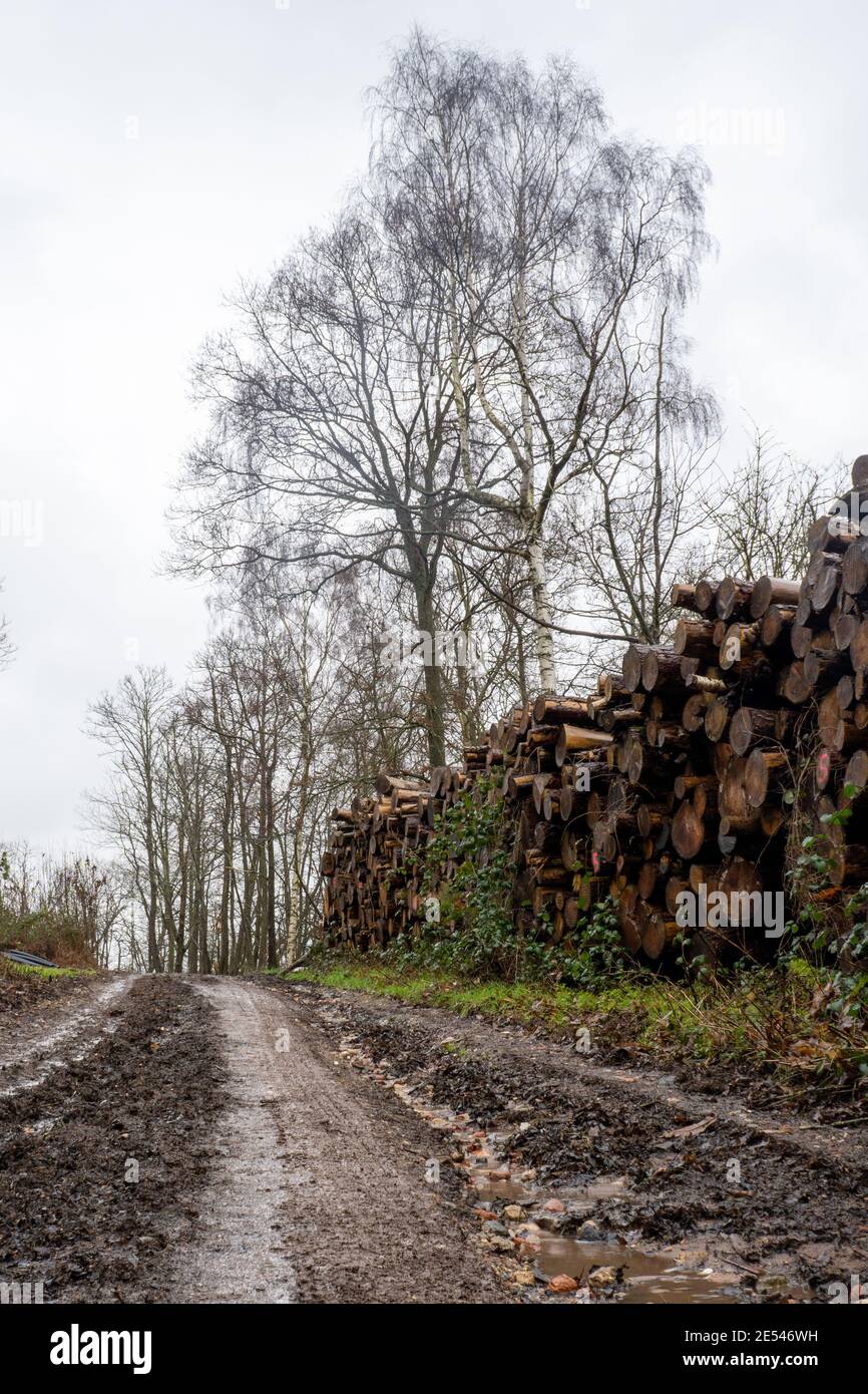 A muddy path, next to a log pile on a grey moody day in the countryside ...