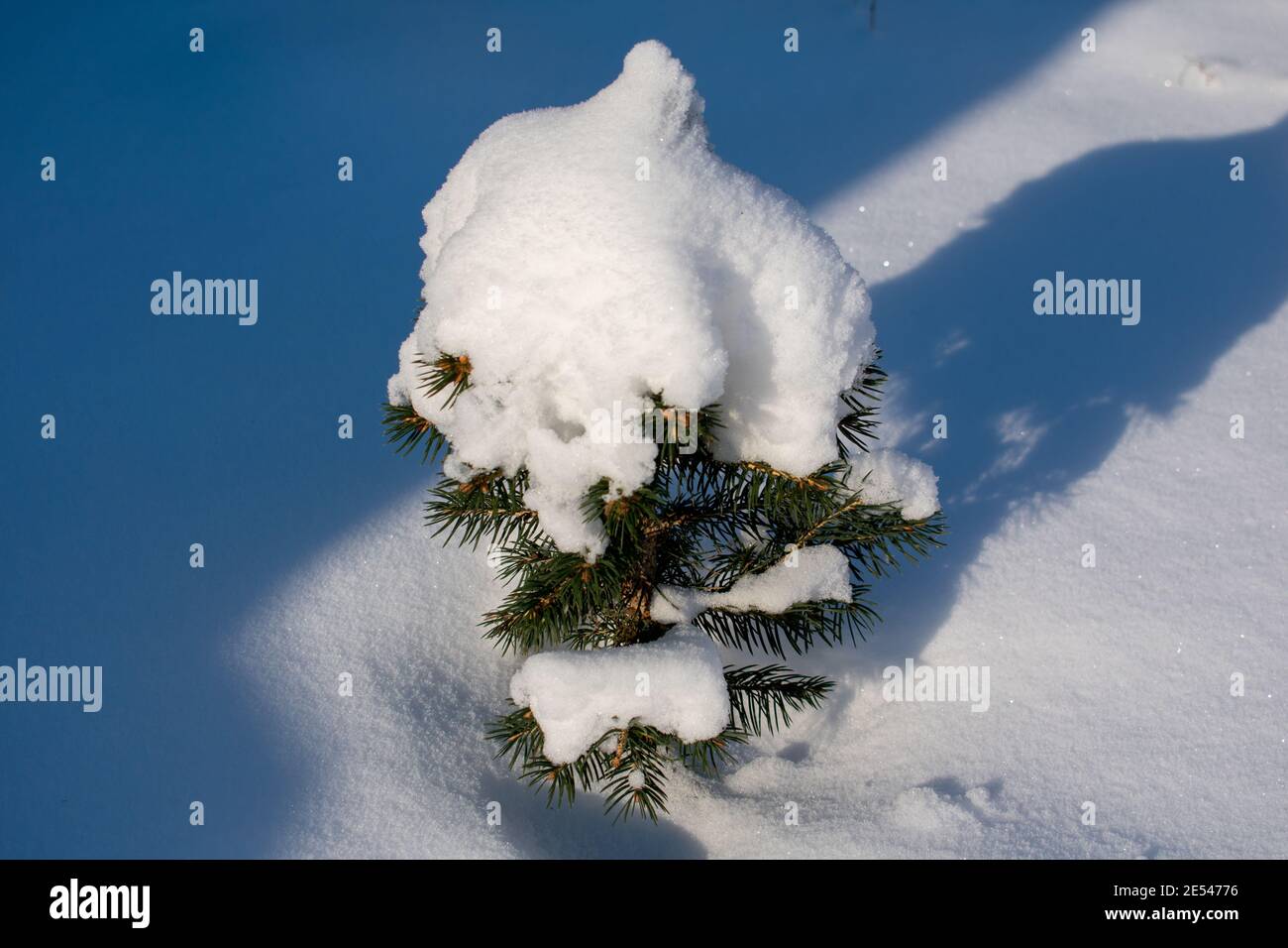 Tiny fir tree hi-res stock photography and images - Alamy