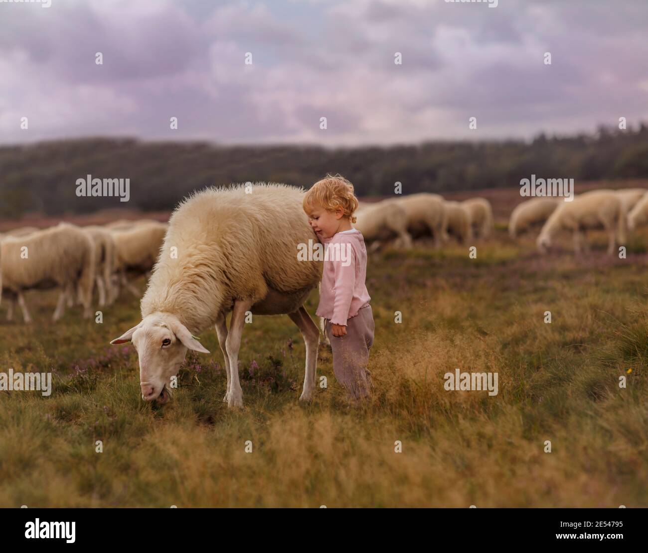 Little girl with a sheep Stock Photo - Alamy