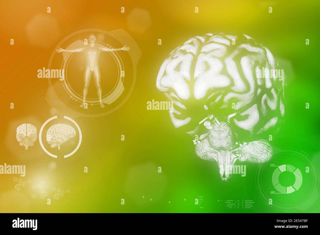 Medical 3D illustration - human brain, cerebrum development concept ...