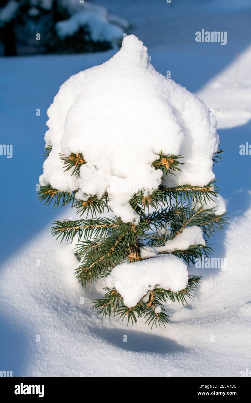 Tiny fir tree hi-res stock photography and images - Alamy