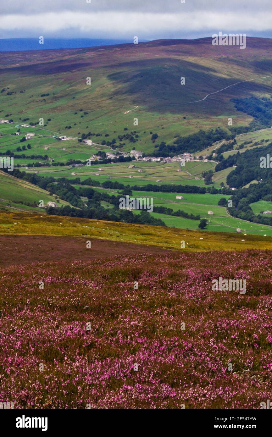 A view of Swaledale, Yorkshire Dales National Park, with a heather moor ...