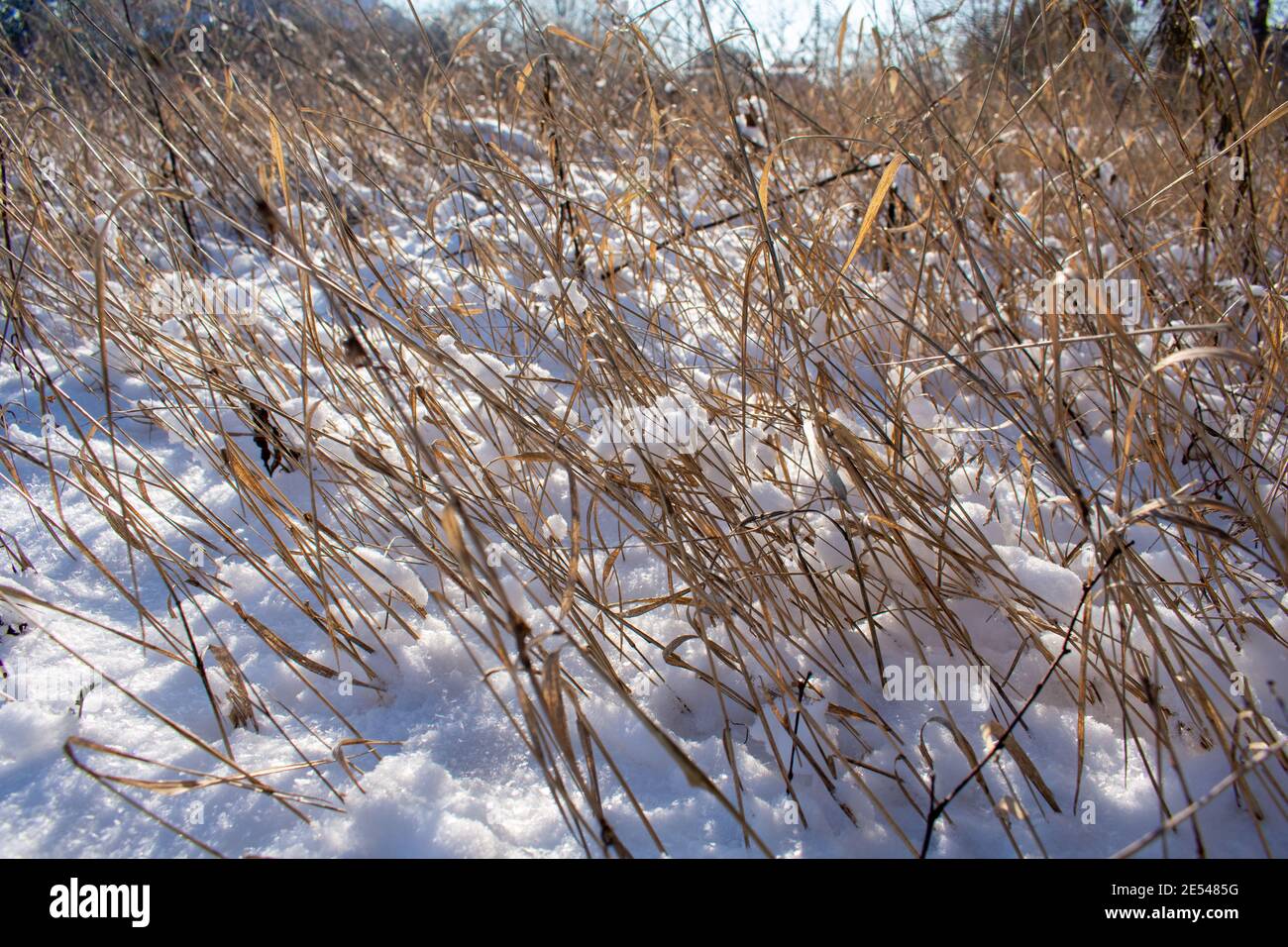 Snowy grass field Stock Photo - Alamy
