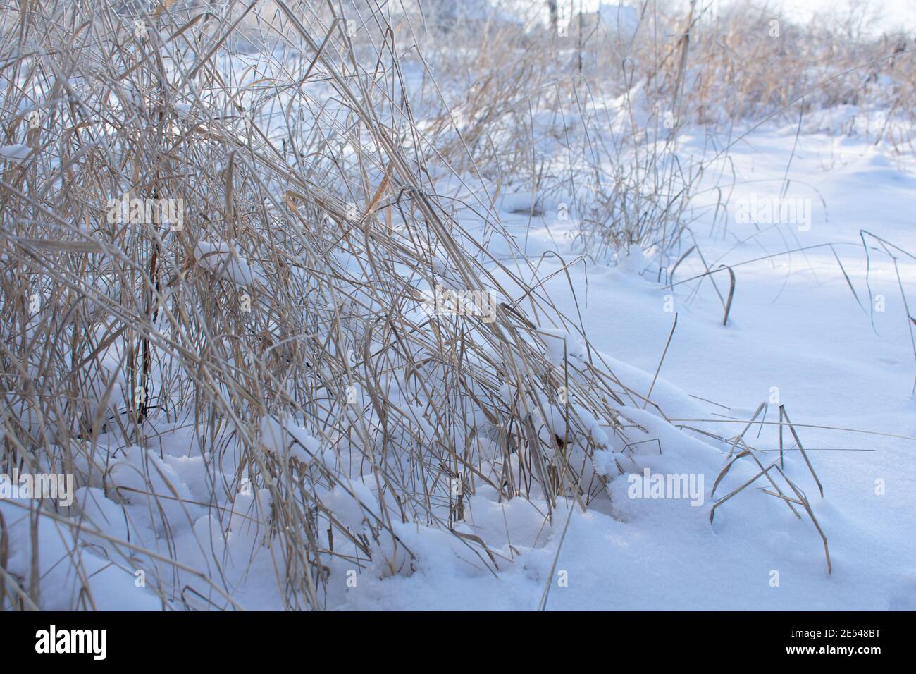Snowy grass field Stock Photo - Alamy