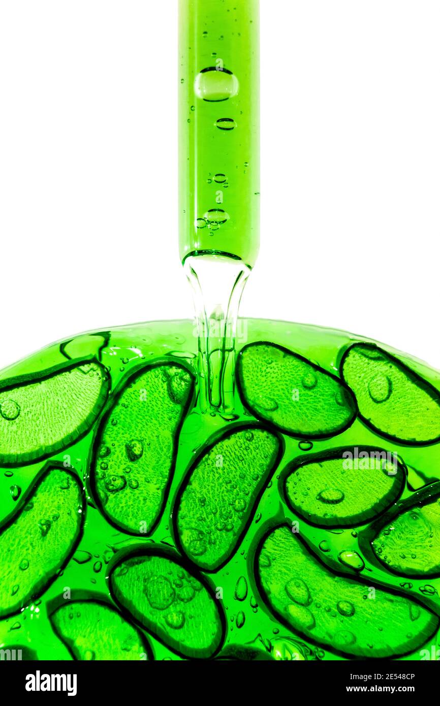 Aloe vera slice texture background. Medicinal plant. Used to treat and ...