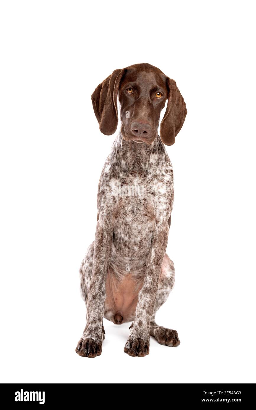 German Short haired Pointer puppy in front of a white background Stock ...