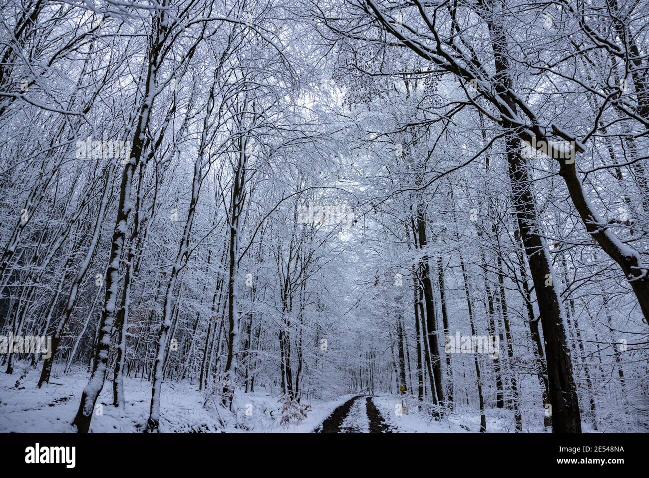 Winter Wonderland Germany in snow forest Stock Photo - Alamy