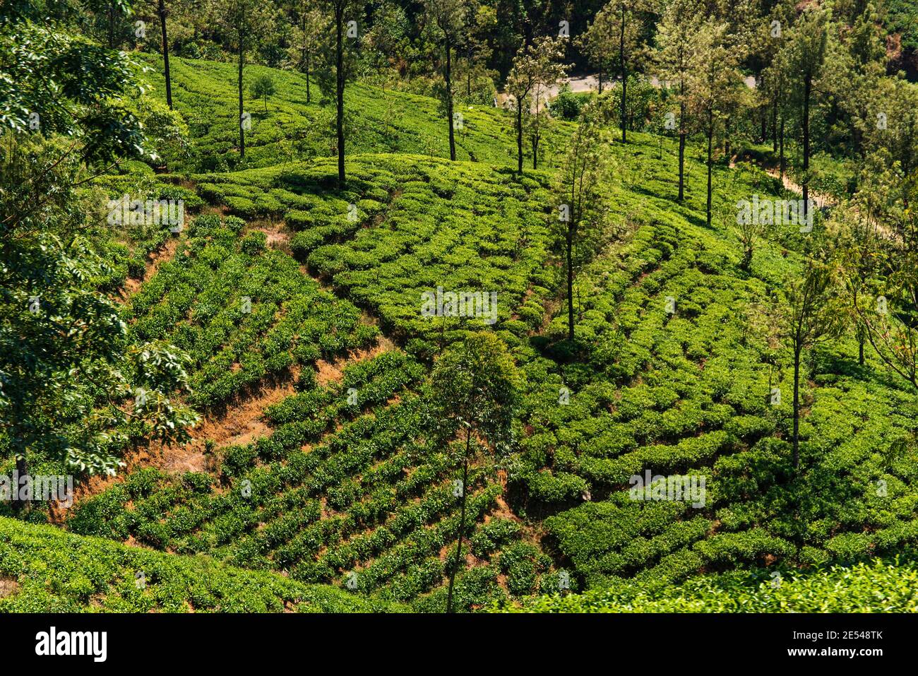 beautiful tea plantation scenery in the hill country of Sri Lanka.View ...