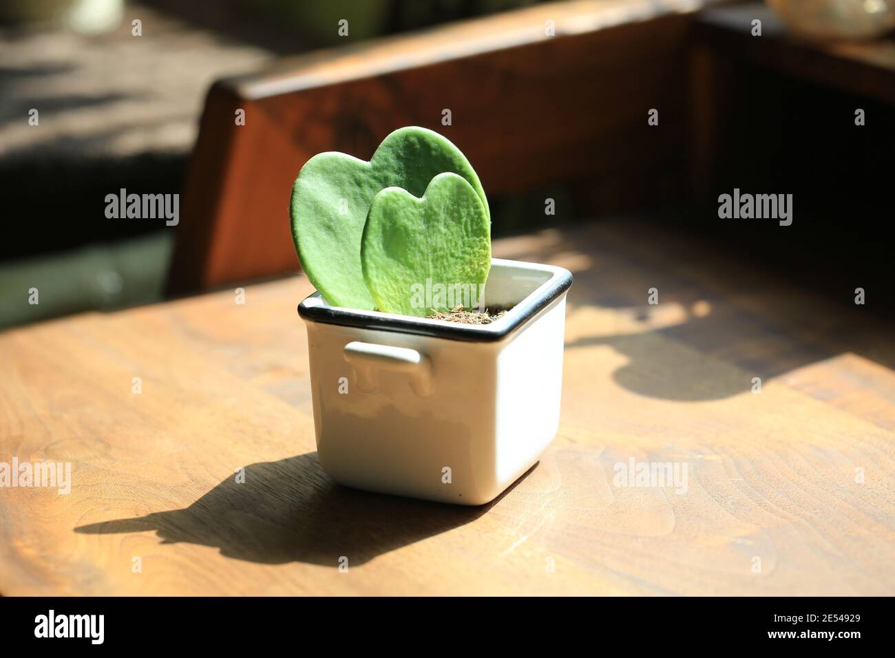 heart shaped pot plant Stock Photo - Alamy