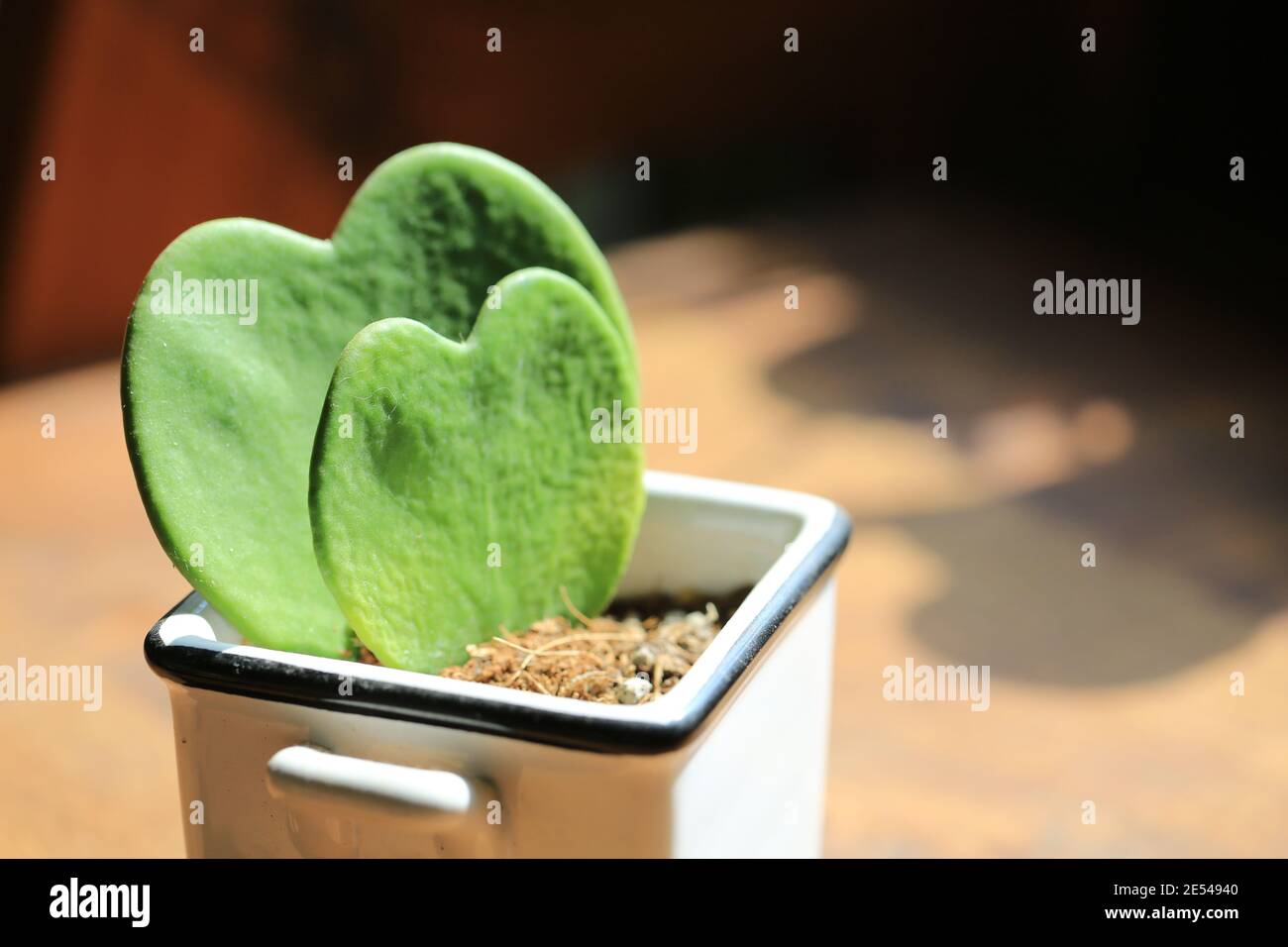 heart shaped pot plant Stock Photo - Alamy