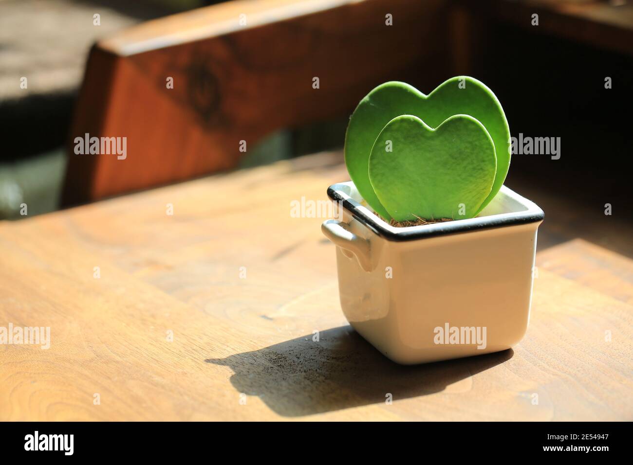 heart shaped pot plant Stock Photo - Alamy