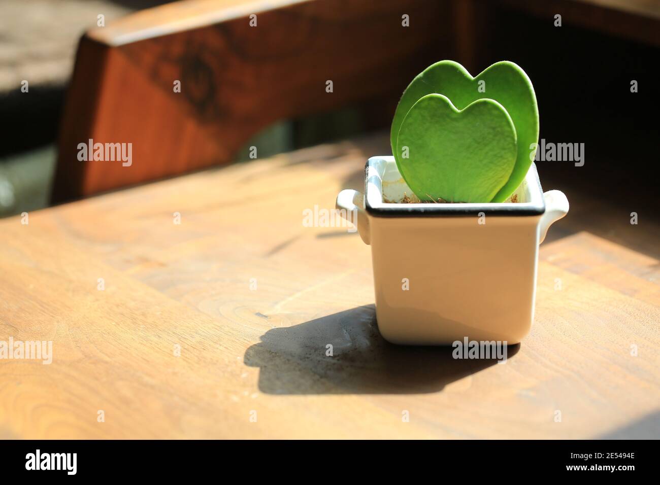 heart shaped pot plant Stock Photo - Alamy