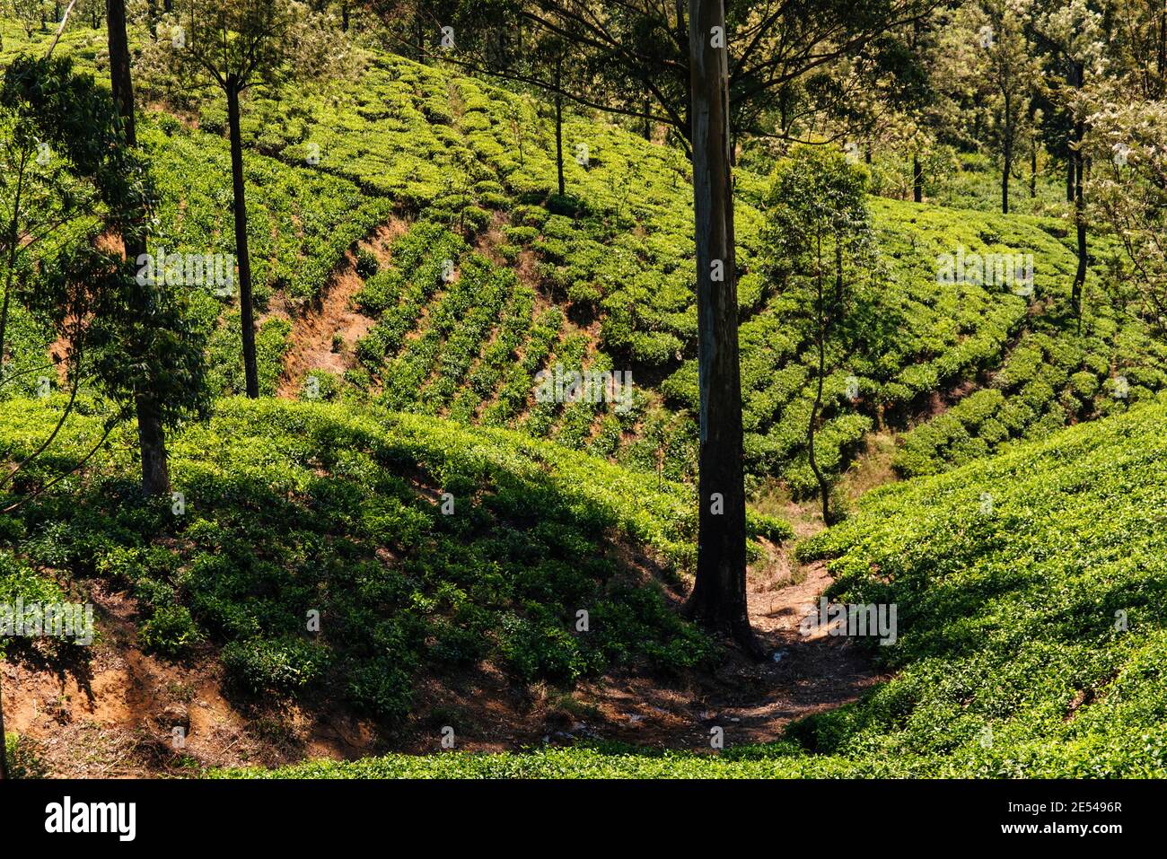 beautiful tea plantation scenery in the hill country of Sri Lanka.View ...