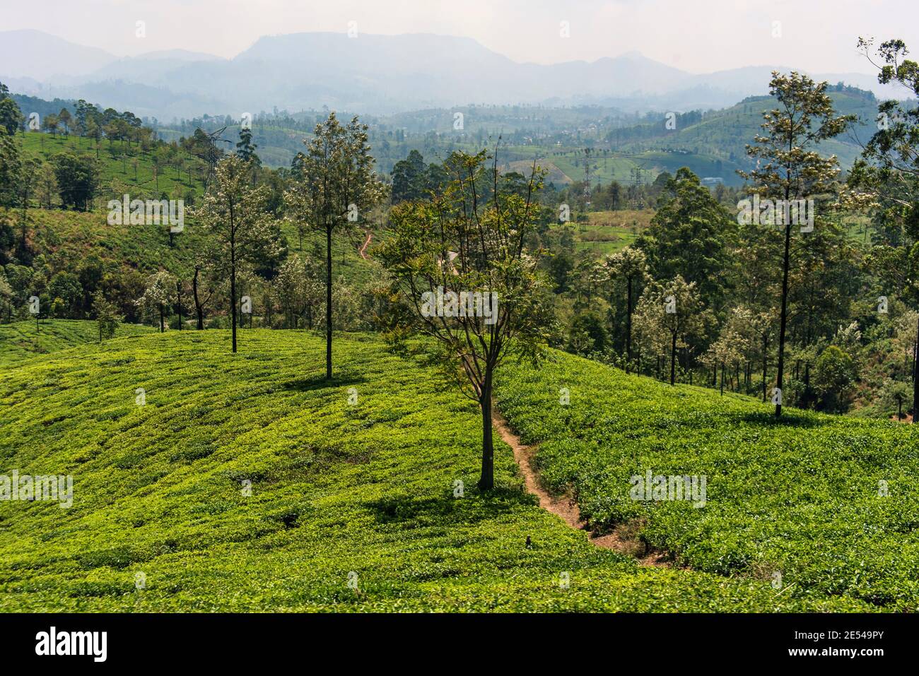 beautiful tea plantation scenery in the hill country of Sri Lanka.View ...