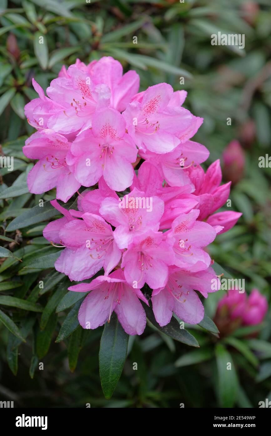 Pink flowering rhododendron hi-res stock photography and images - Alamy