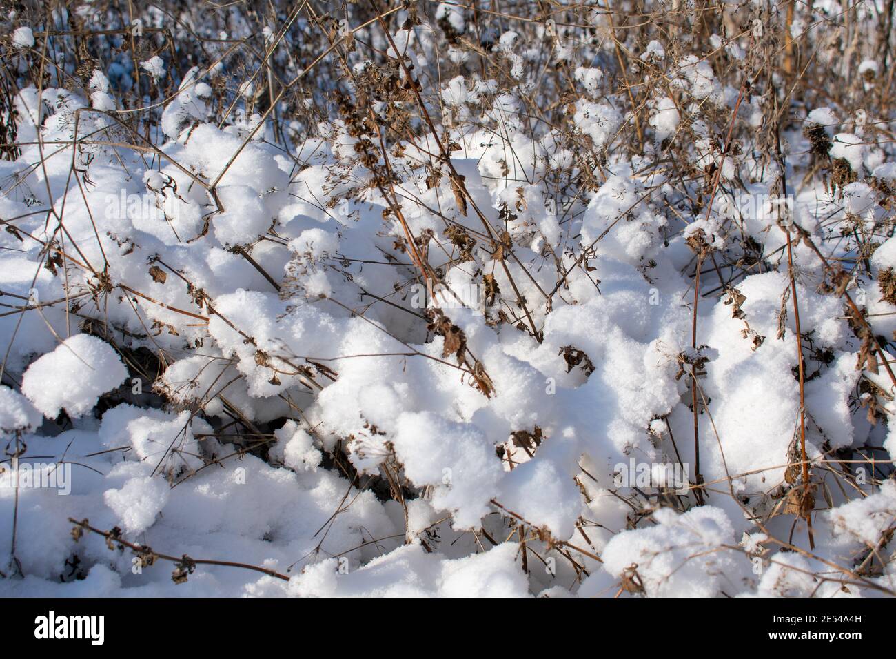 Snowy grass field Stock Photo - Alamy
