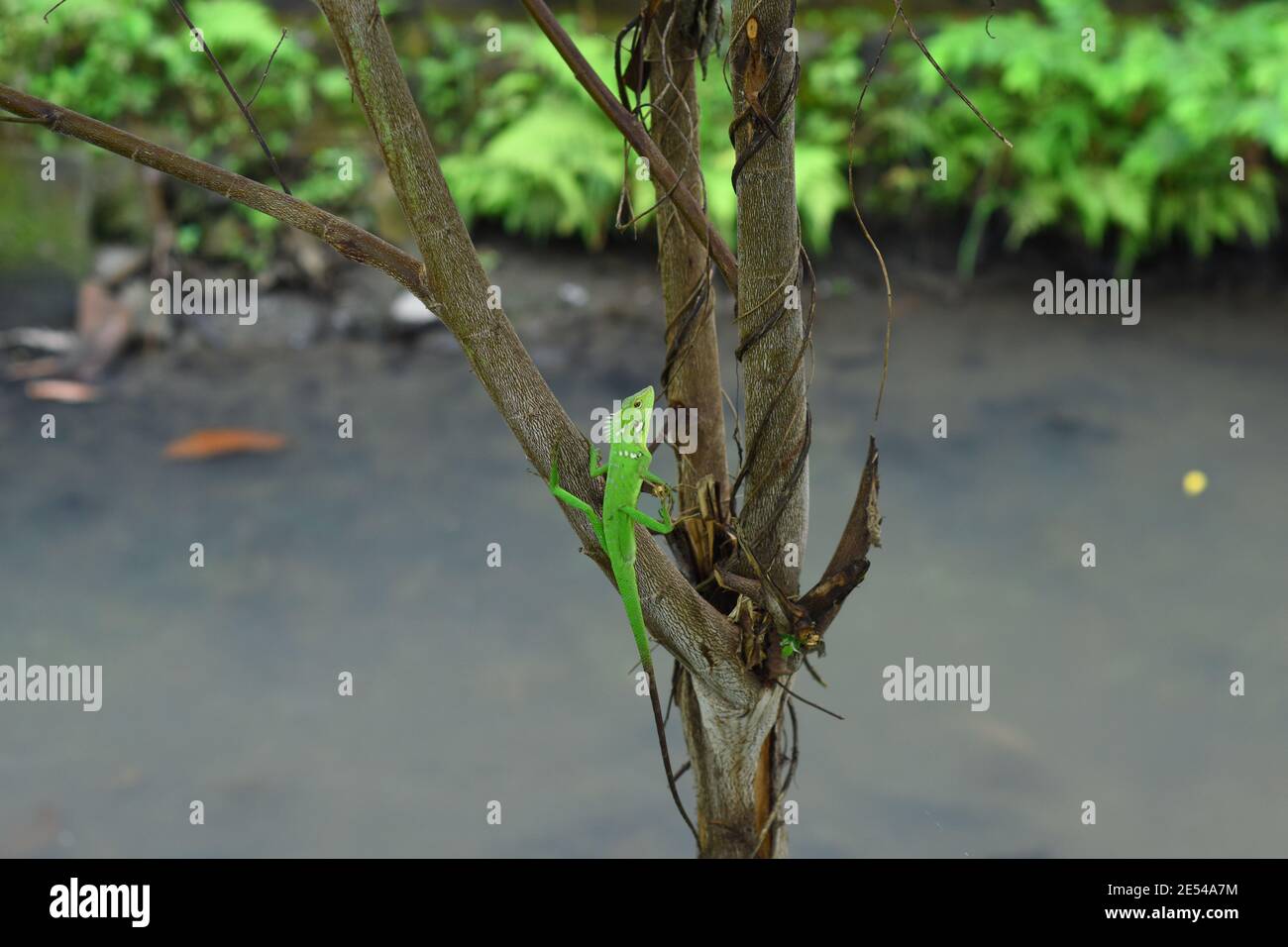 Maned lizard hi-res stock photography and images - Alamy