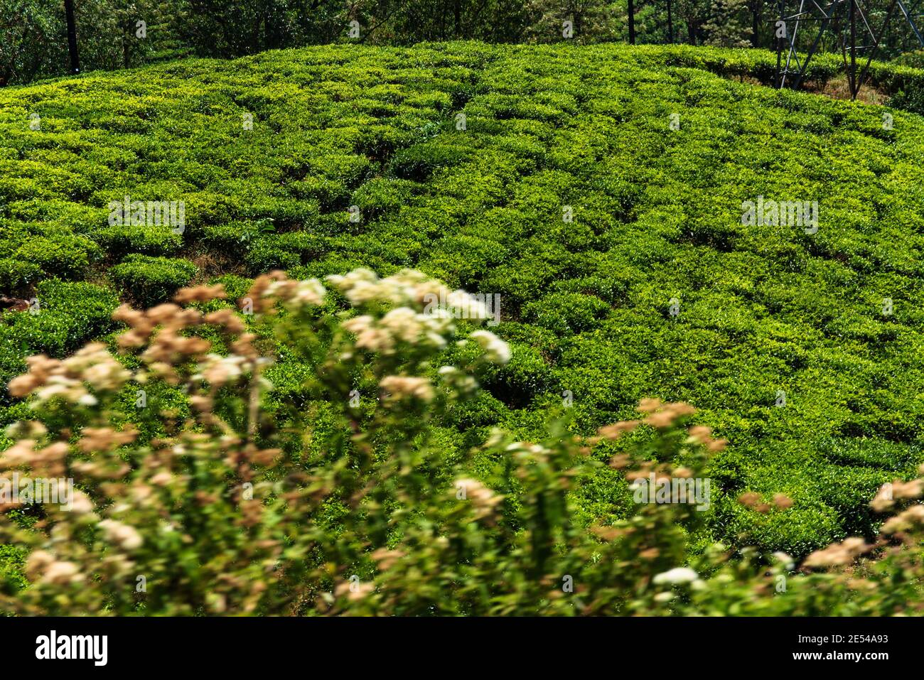 beautiful tea plantation scenery in the hill country of Sri Lanka.View ...