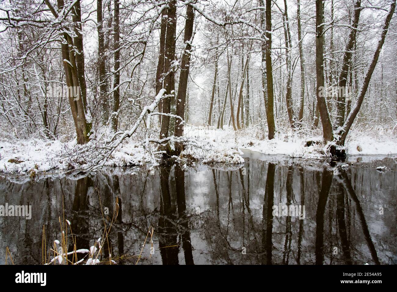 Winter landscape, winter river, reflections of trees in the water Stock ...