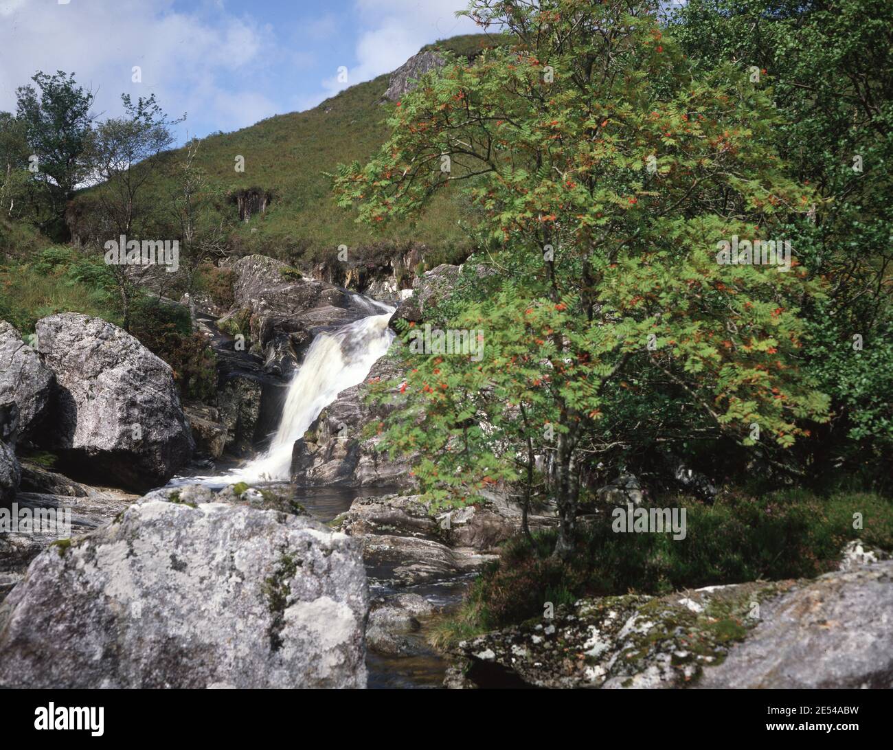 Scotland. Inverness-Shire. Waterfall and a Rowan Tree in Glenfinnan ...