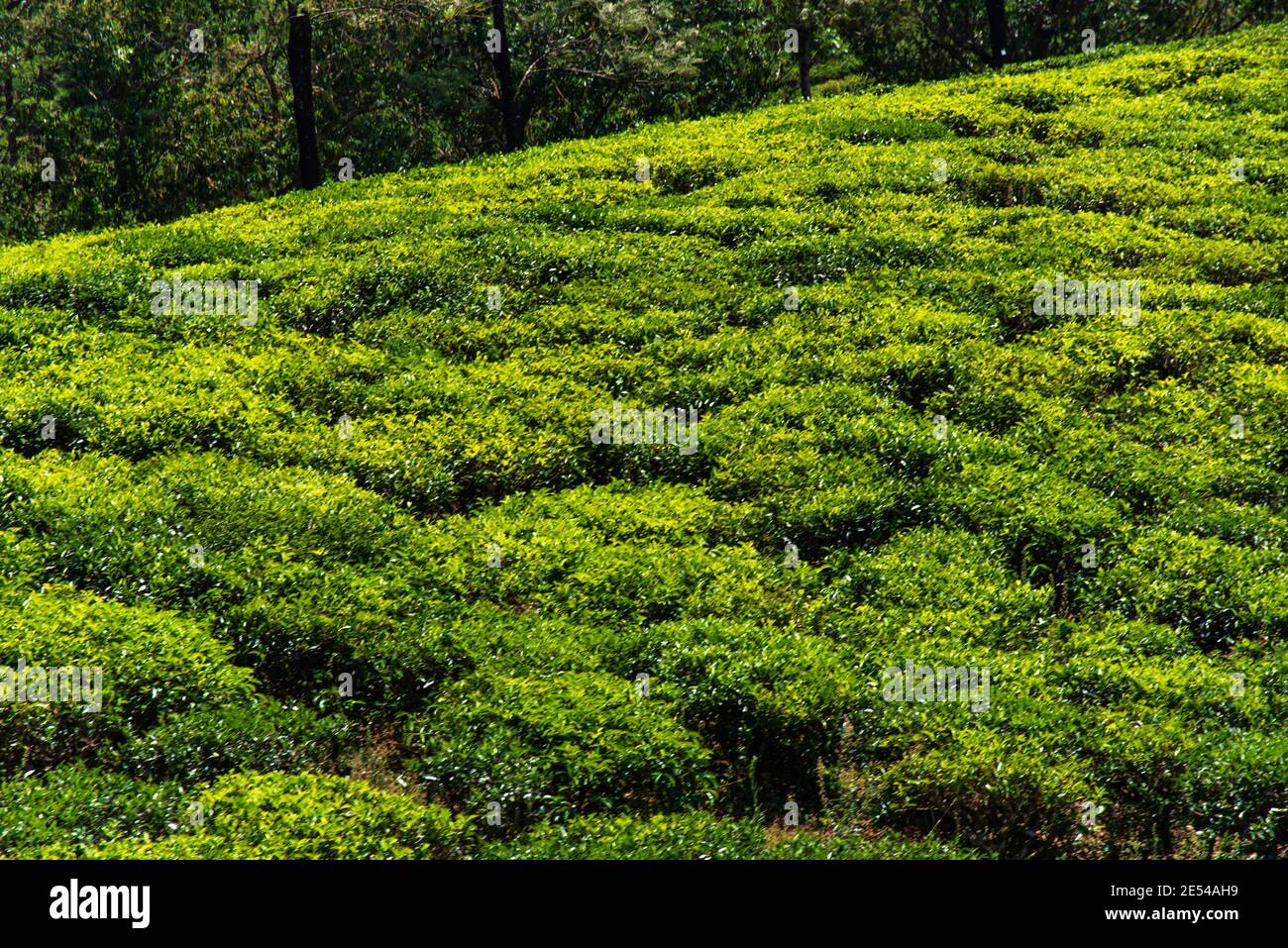 beautiful tea plantation scenery in the hill country of Sri Lanka.View ...