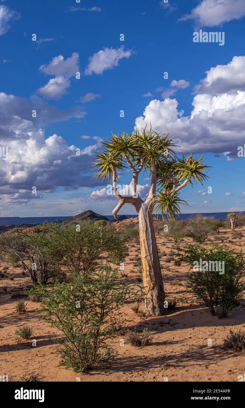 Quiver tree in a green Kalahari landscape in the northern Cape in South ...