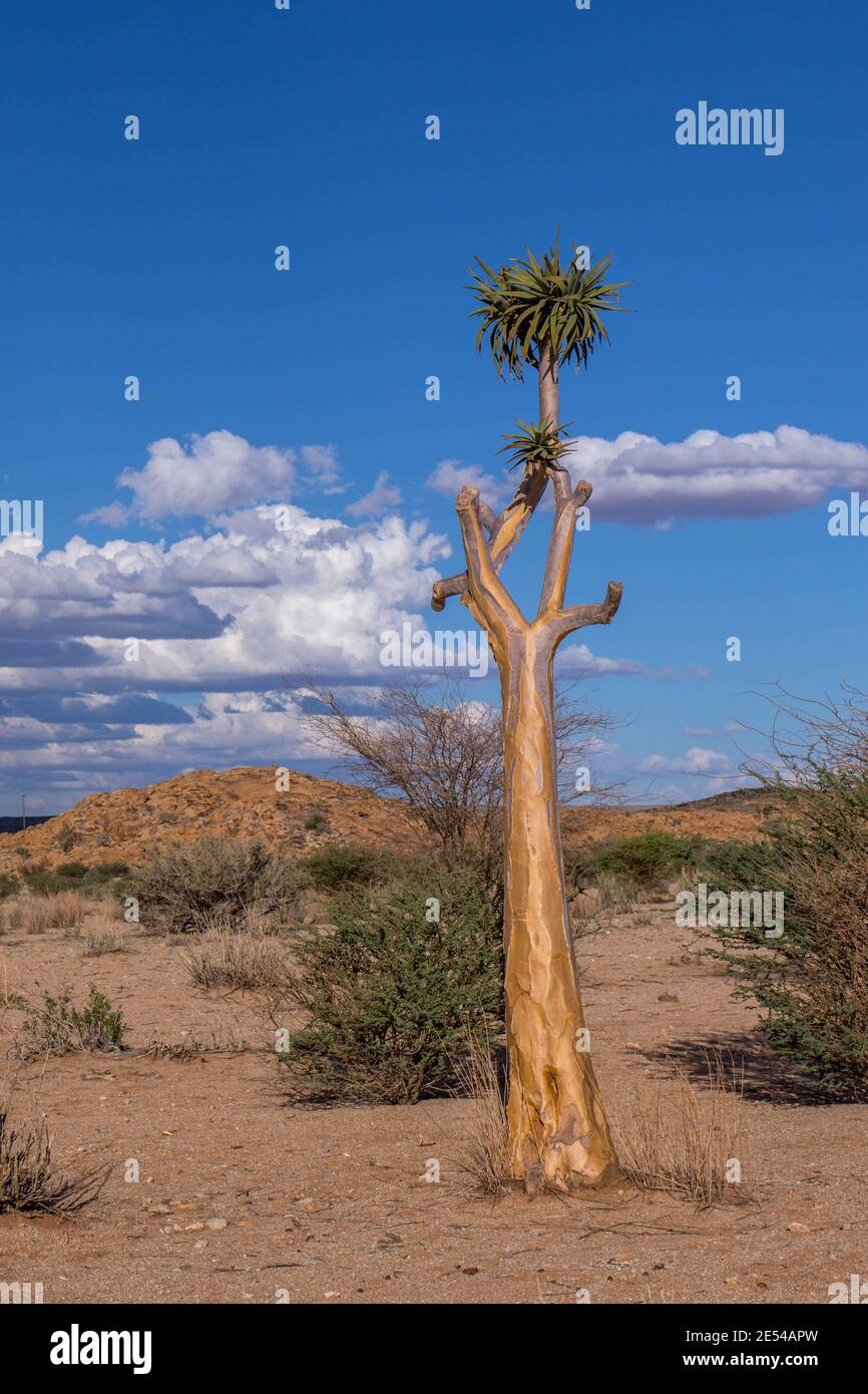 Kalahari desert quiver tree hi-res stock photography and images - Alamy