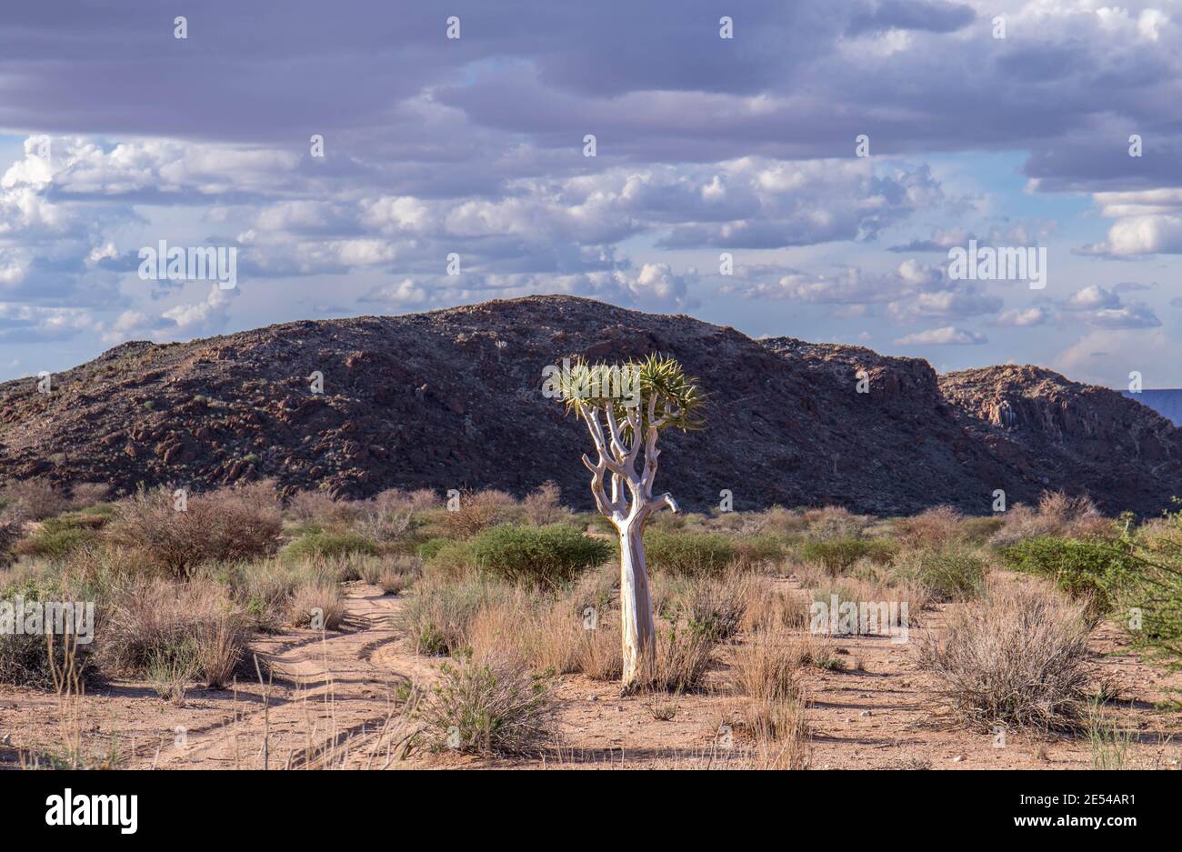 Kalahari desert quiver tree hi-res stock photography and images - Alamy