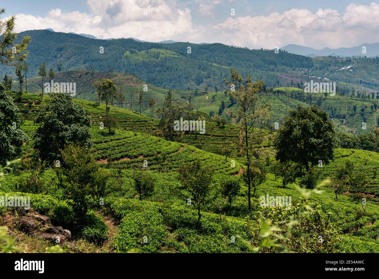 beautiful tea plantation scenery in the hill country of Sri Lanka.View ...