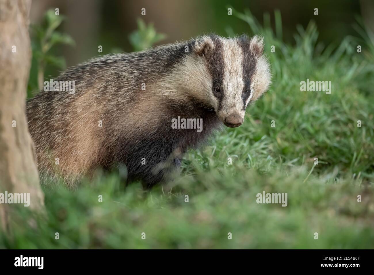 Badger close up hi-res stock photography and images - Alamy