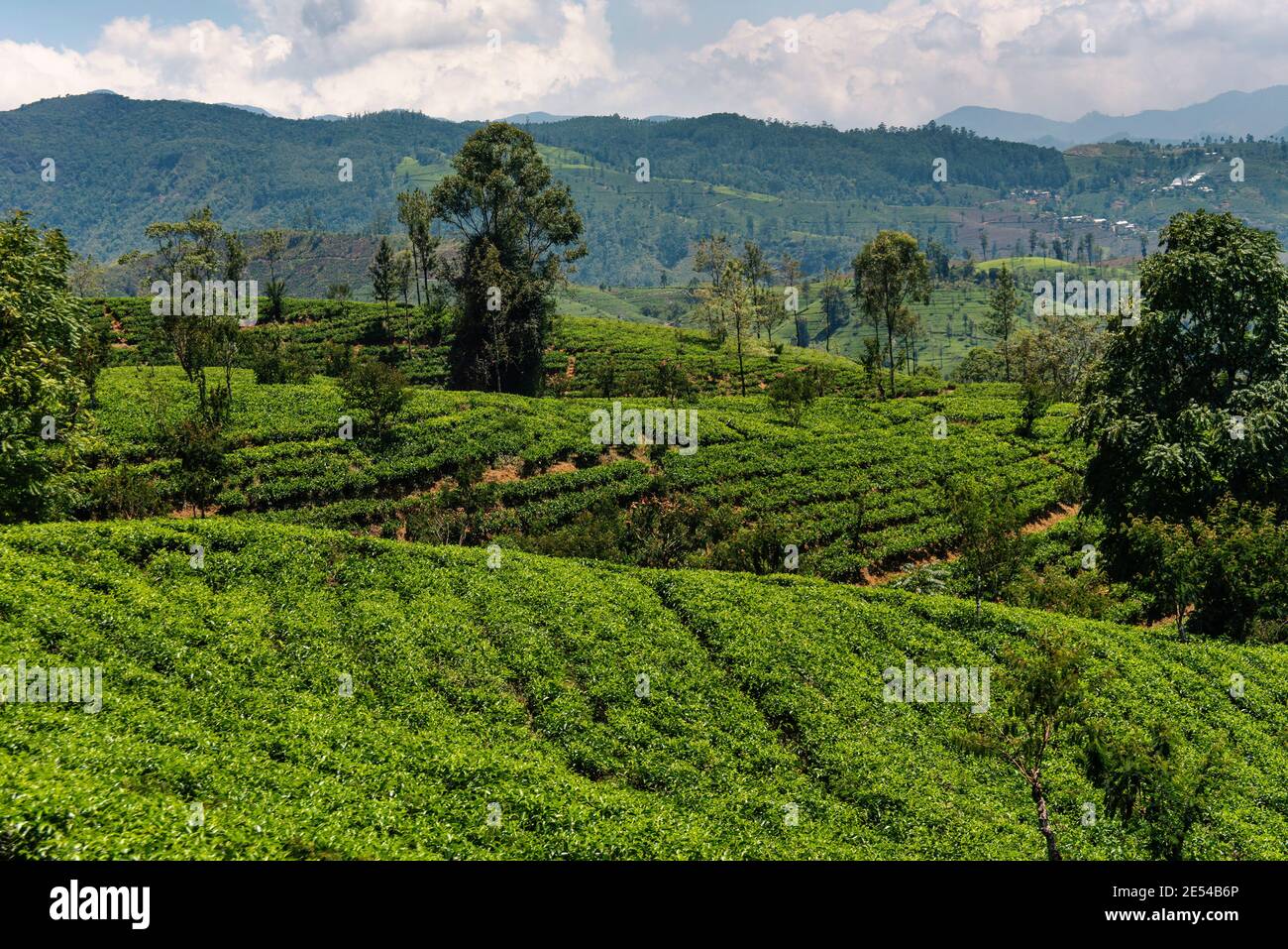 beautiful tea plantation scenery in the hill country of Sri Lanka.View ...