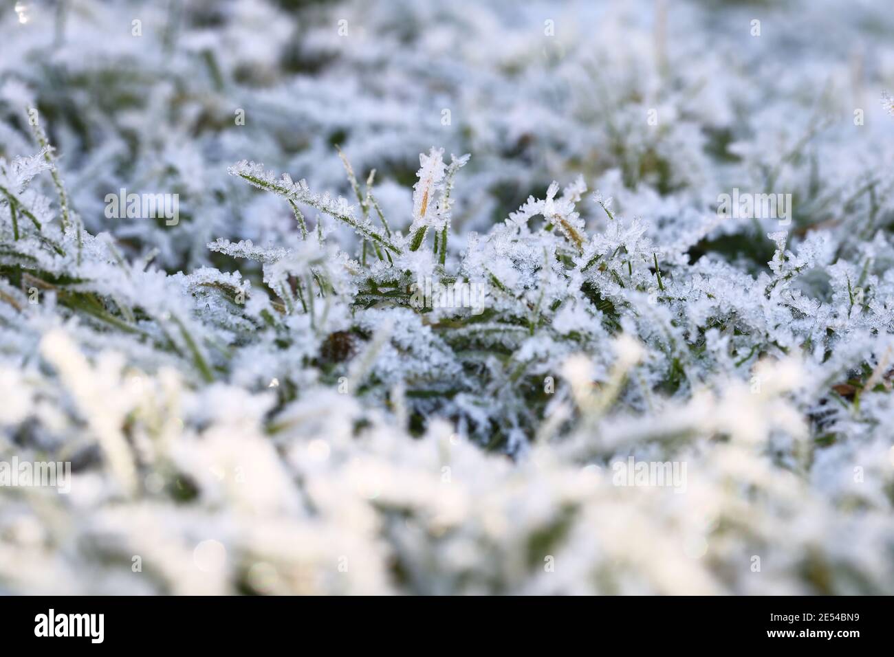 Frosty garden elements hi-res stock photography and images - Alamy