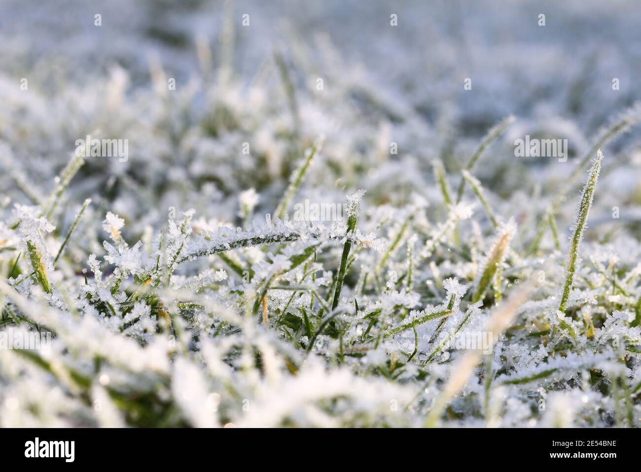 Frosty shrubs garden uk hi-res stock photography and images - Alamy