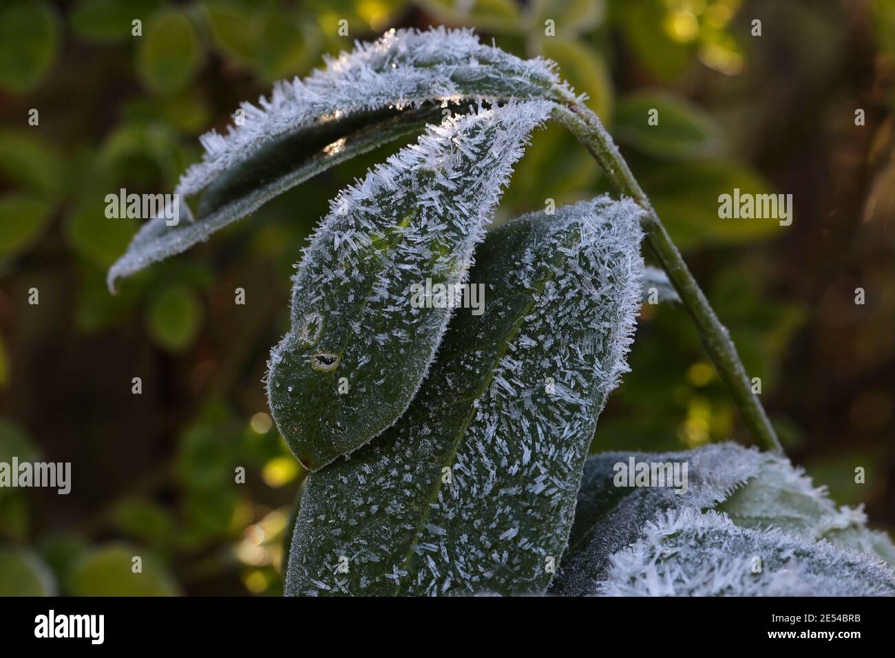 Laurel leaves frost hi-res stock photography and images - Alamy
