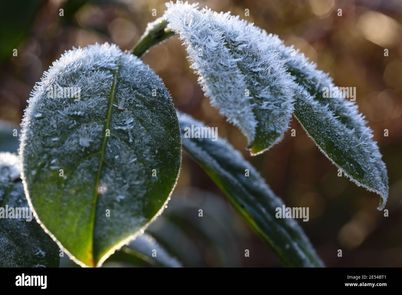 Laurel leaves frost hi-res stock photography and images - Alamy