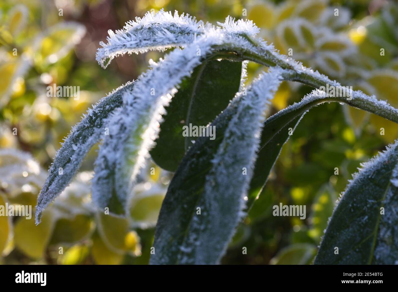 Laurel leaves frost hi-res stock photography and images - Alamy