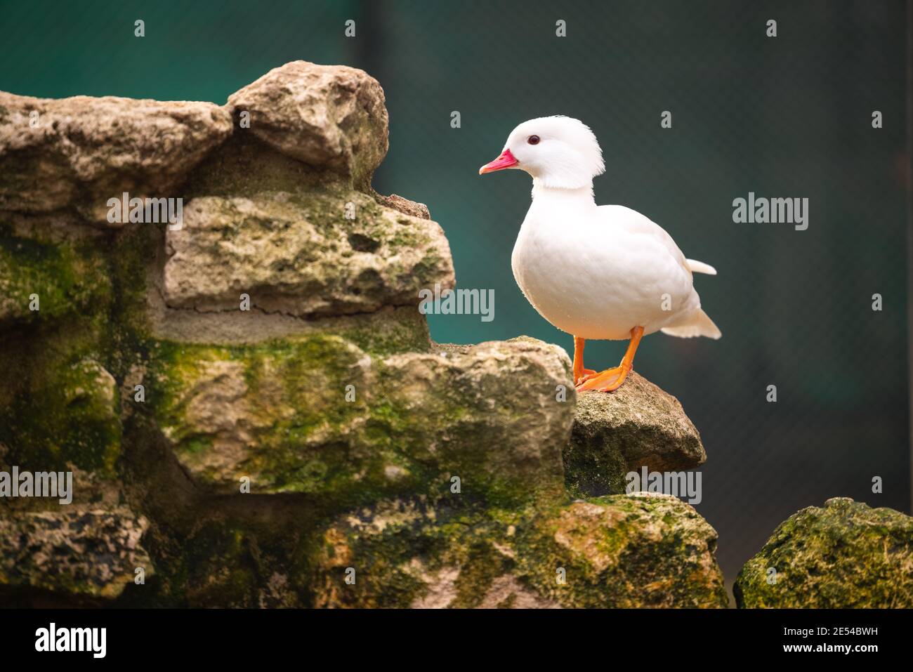 Quack bird hi-res stock photography and images - Alamy