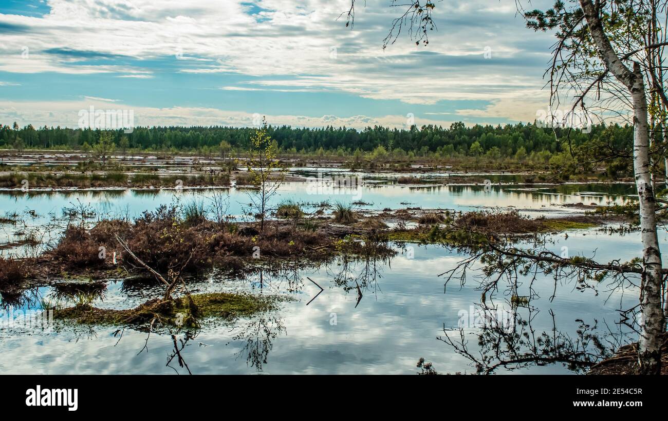 Swamp in middle of forest hi-res stock photography and images - Alamy
