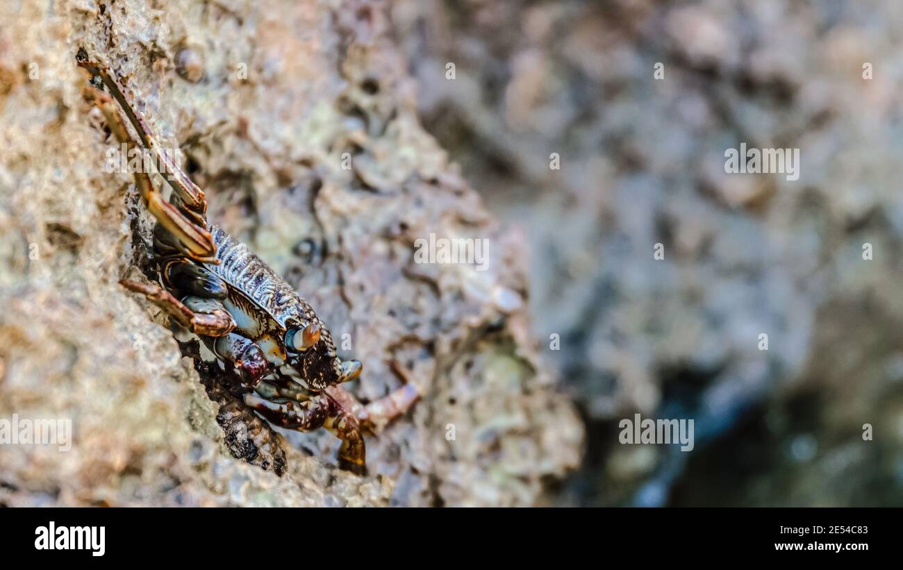 Close up brown sea crab hi-res stock photography and images - Alamy