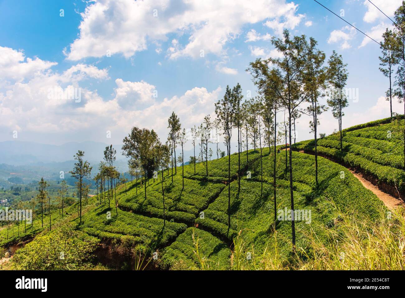 beautiful tea plantation scenery in the hill country of Sri Lanka.View ...