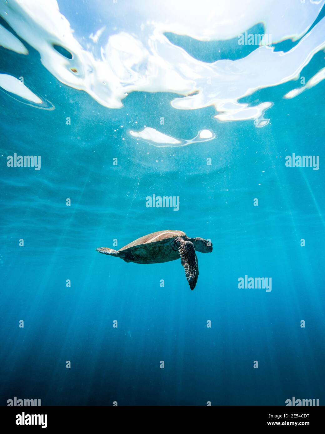 Vertical low angle shot of a turtle swimming in the ocean Stock Photo ...