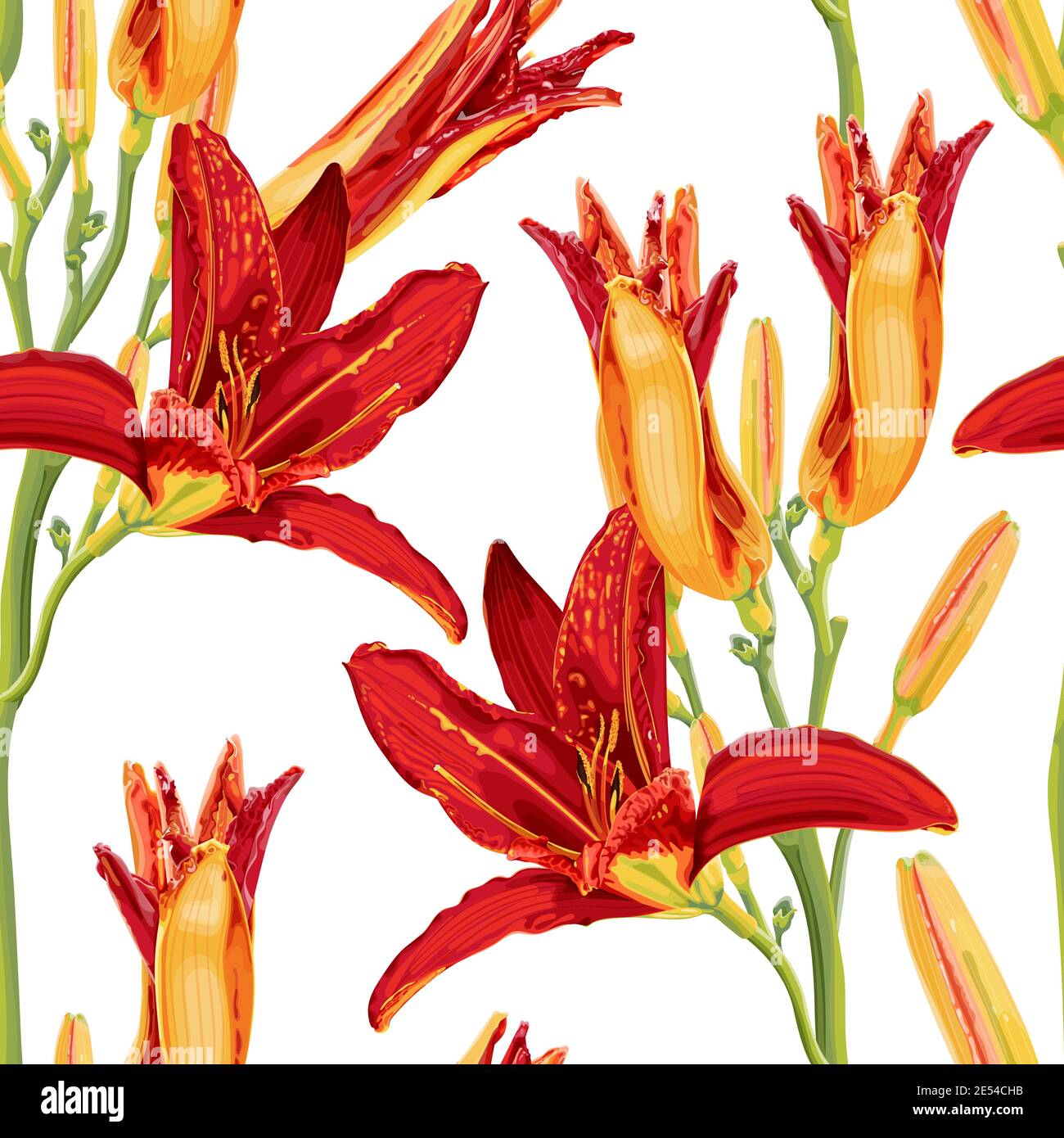 Daylily illustration Stock Vector Images - Alamy