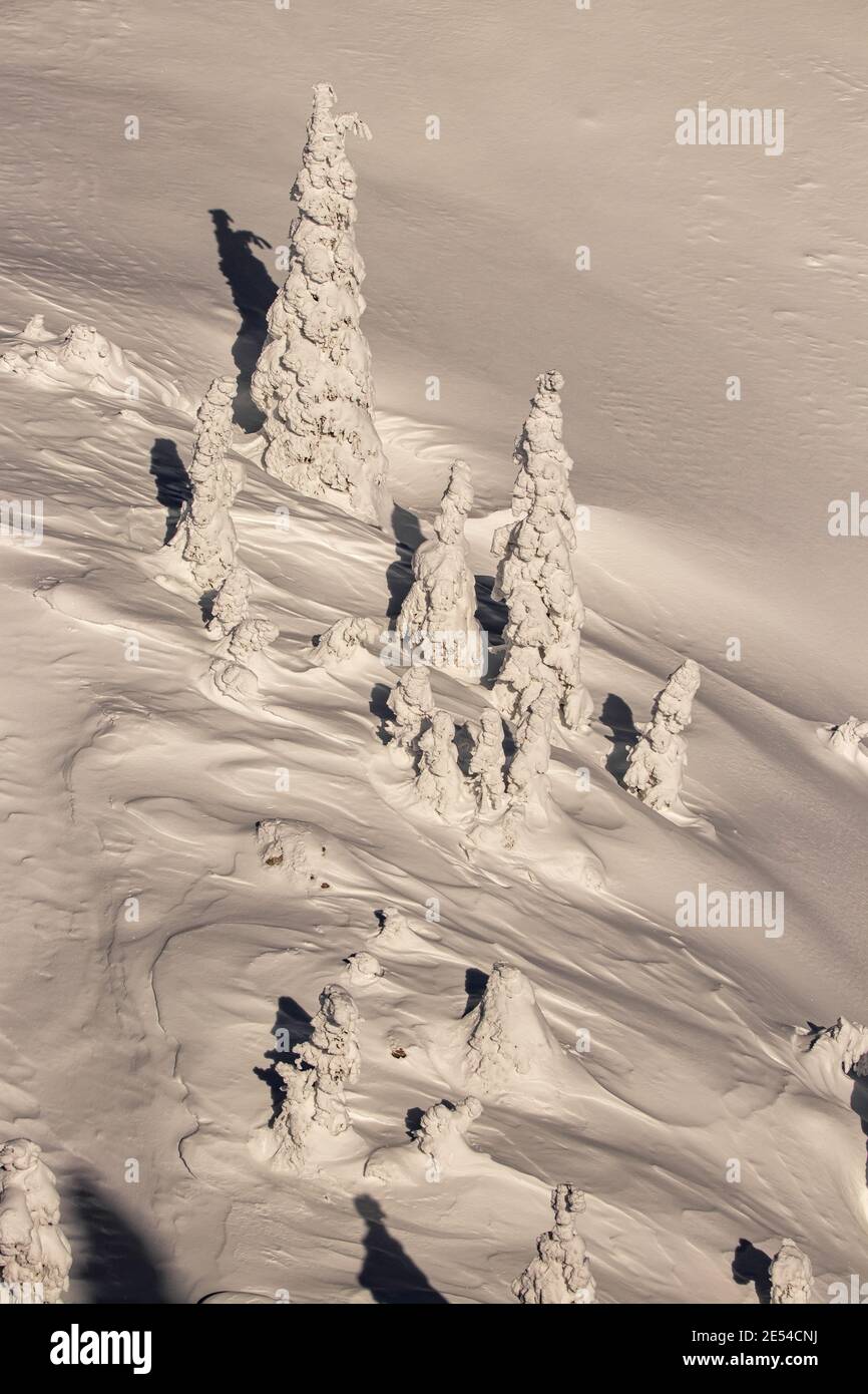 Spruce trees covered in snow Stock Photo - Alamy