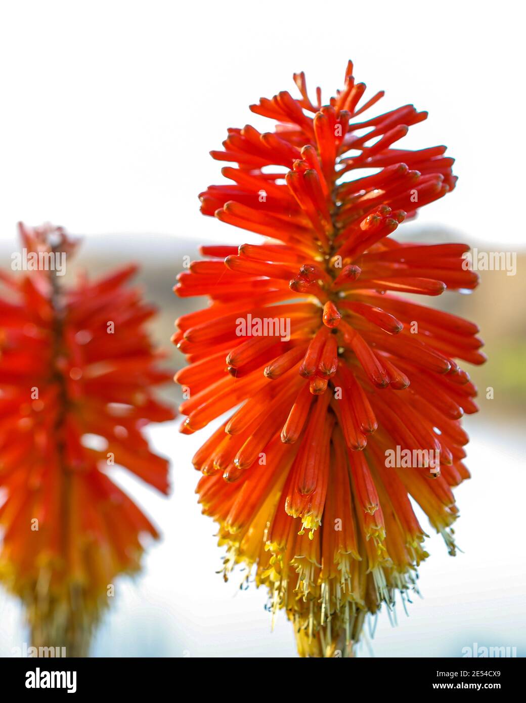 Red hot pokers spring hi-res stock photography and images - Alamy