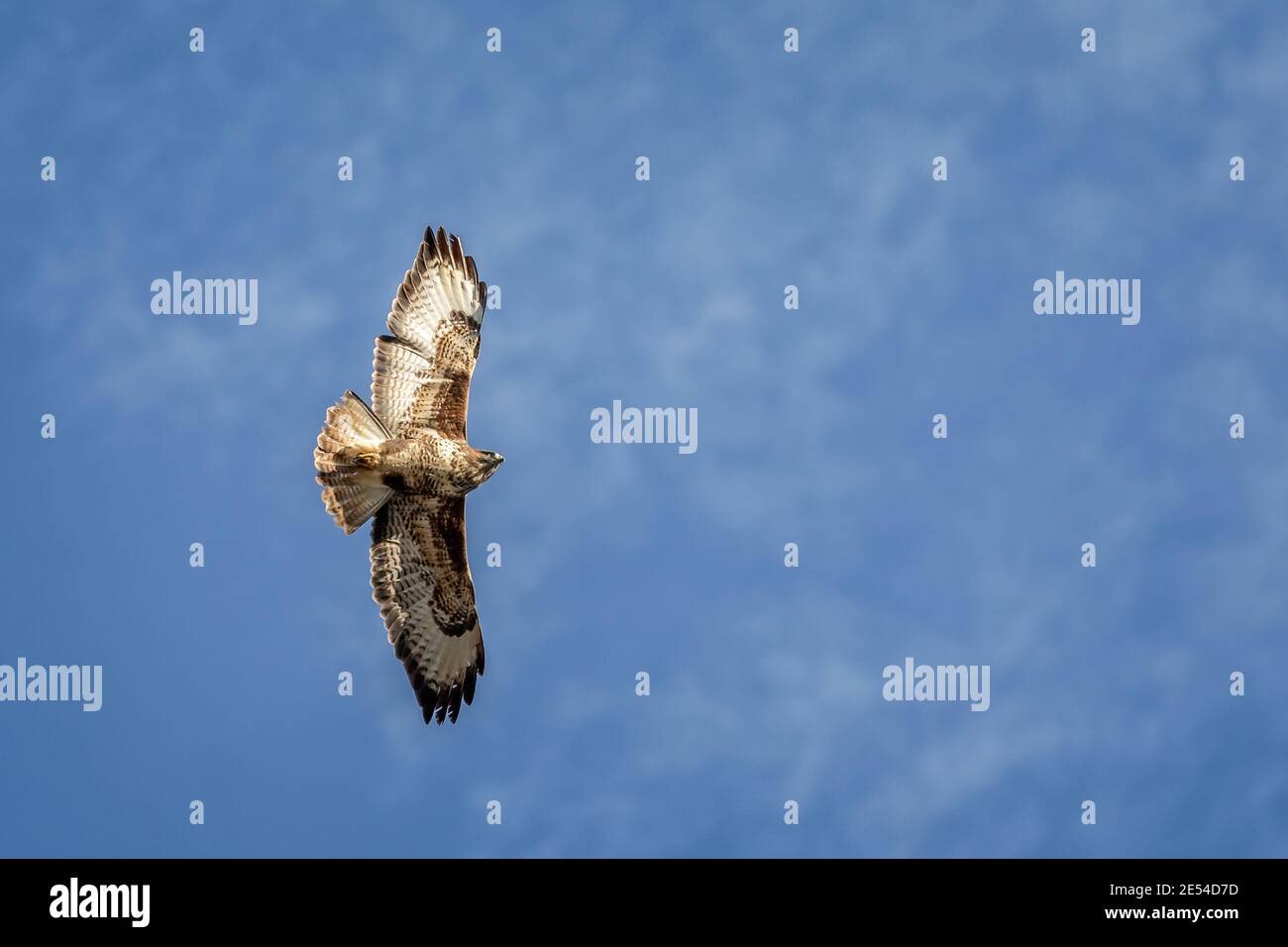 Close up of Buzzard soaring overhead with wings spread against a blue ...